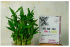 Eco-friendly Sanitary Pads for Women in India | WSL